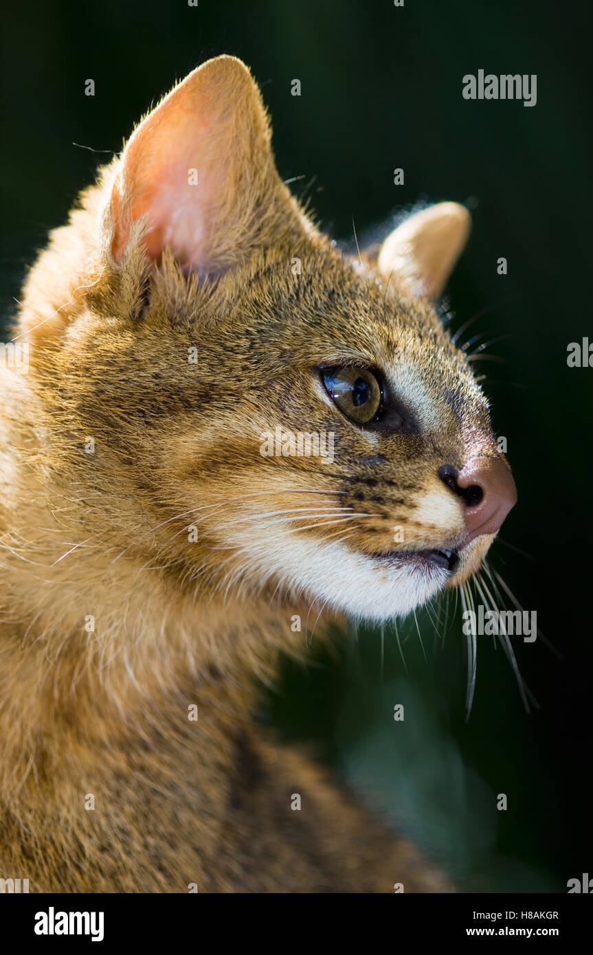 Pampas Cat (Leopardus colocolo) portrait, Cerrado Ecosystem, Brazil ...