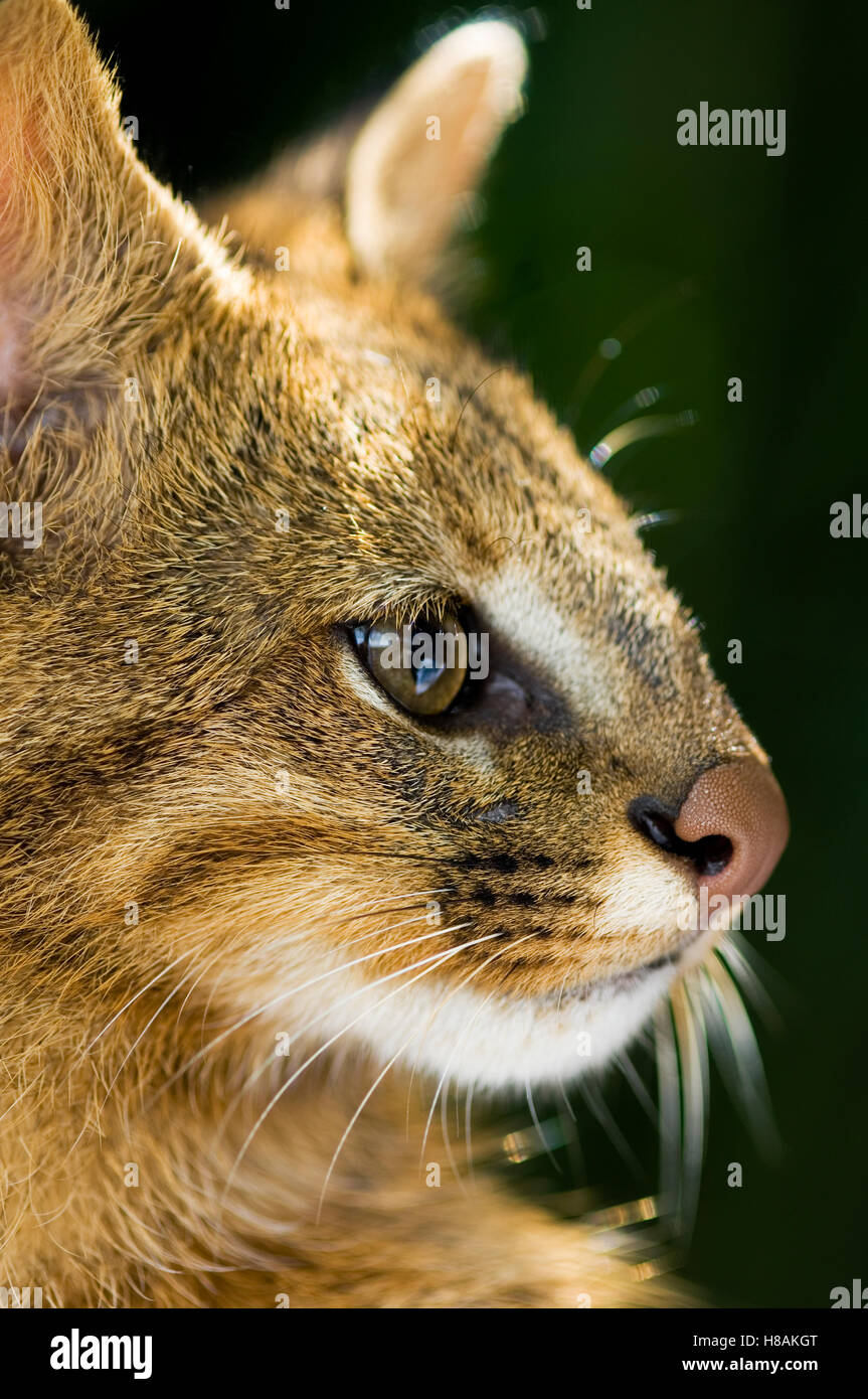Pampas Cat (Leopardus colocolo) portrait, Cerrado Ecosystem, Brazil ...