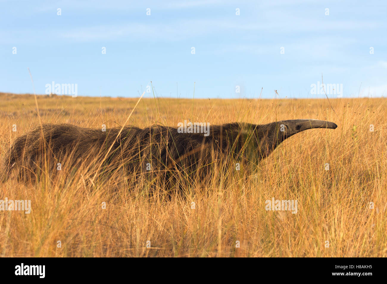 Giant Anteater (Myrmecophaga tridactyla) in Cerrado Ecosystem, Serra de ...