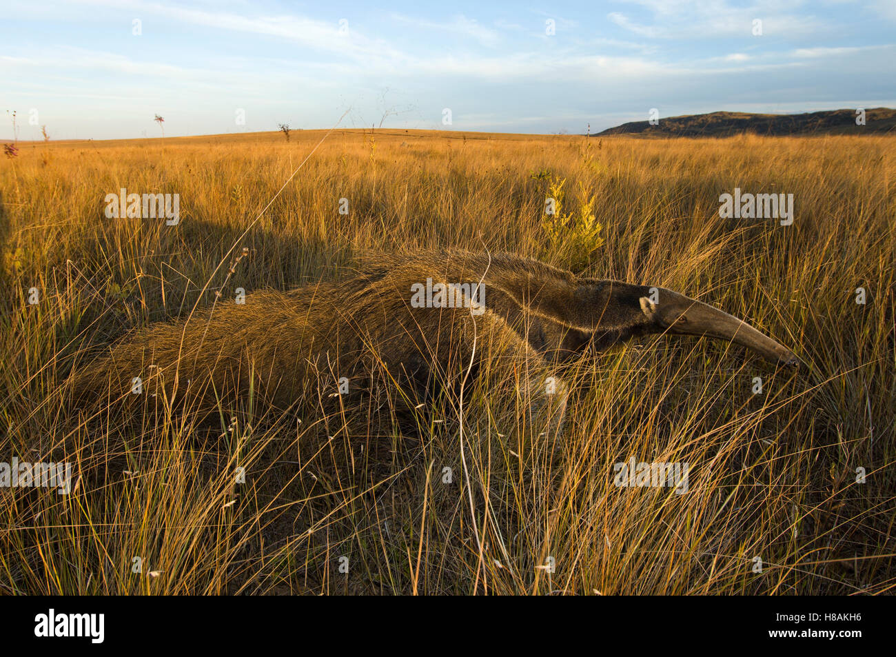 Giant Anteater (Myrmecophaga tridactyla) in Cerrado Ecosystem, Serra de ...