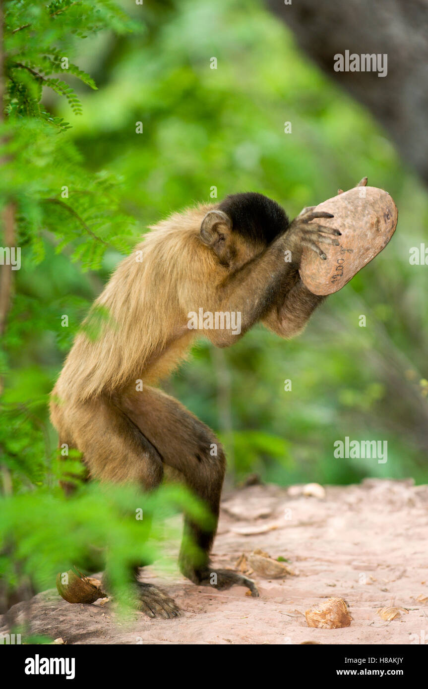 Brown Capuchin (Cebus apella) using a rock as a hammer to crack a palm ...