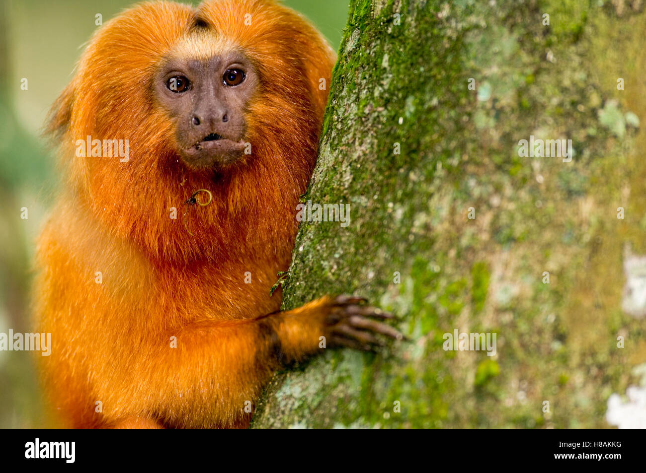 Golden Lion Tamarin (Leontopithecus rosalia) portrait, Atlantic Forest ...