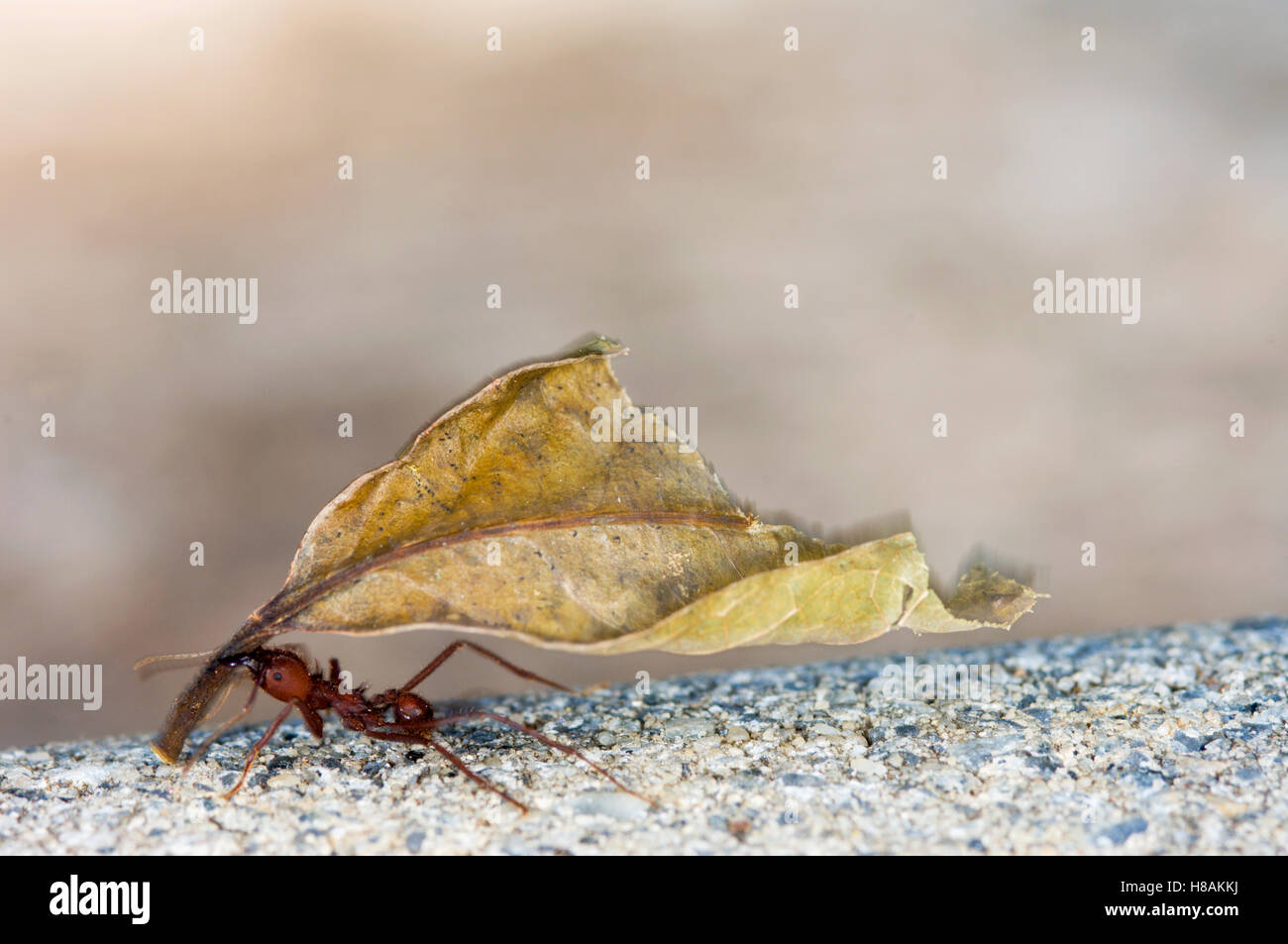 Leafcutter Ant (Atta sp) worker carrying leaf segment, Brazil Stock ...