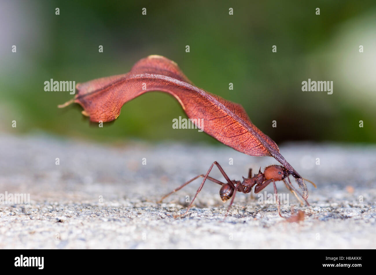Leafcutter Ant (Atta sp) worker carrying leaf segment, Brazil Stock ...
