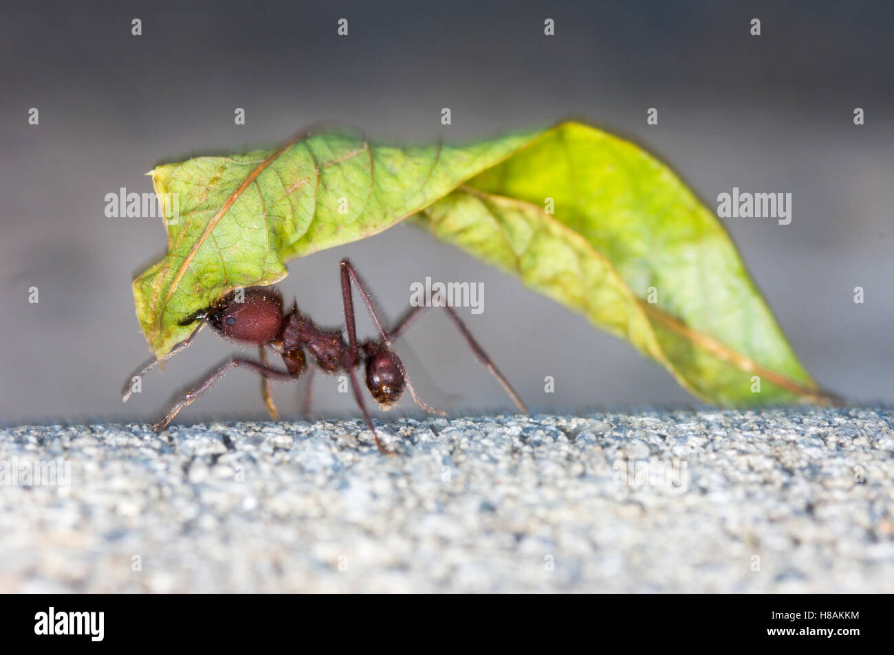 Leafcutter Ant (Atta sp) worker carrying leaf segment, Brazil Stock Photo - Alamy