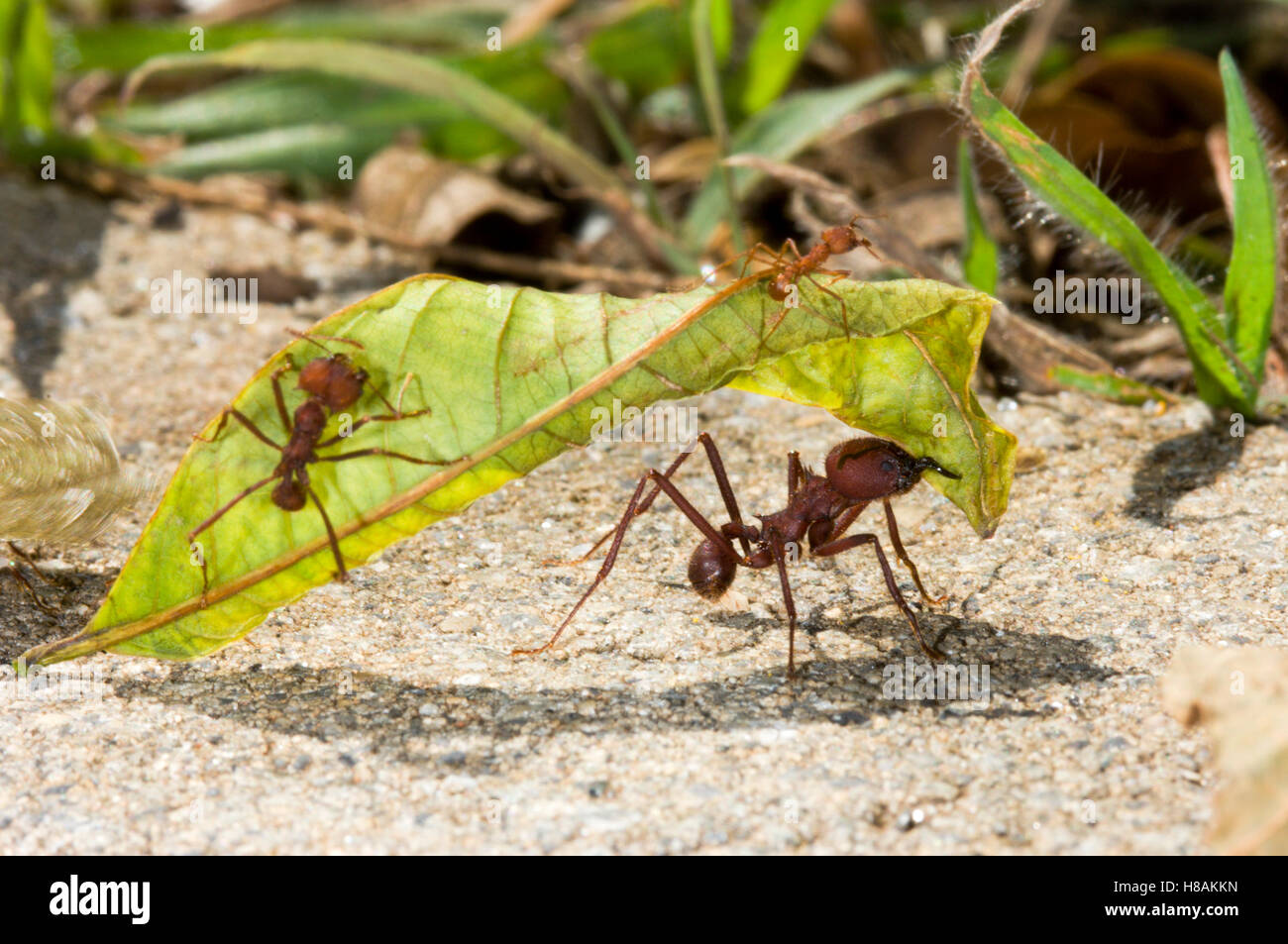 Leafcutter Ant (Atta sp) workers carrying leaf segments, Brazil Stock ...