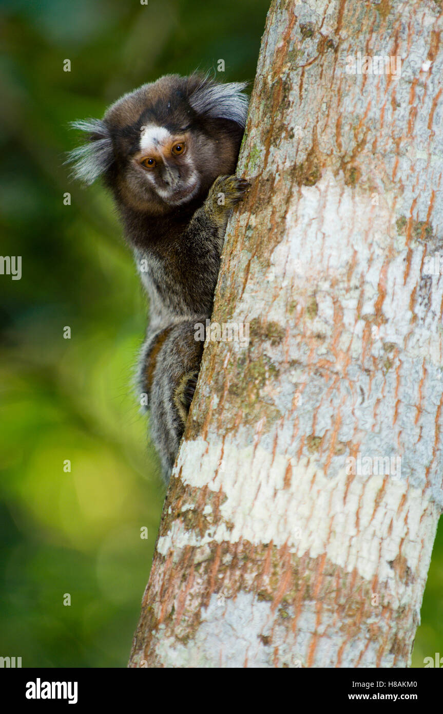Common Marmoset (Callithrix jacchus) on tree trunk, Atlantic Forest ...