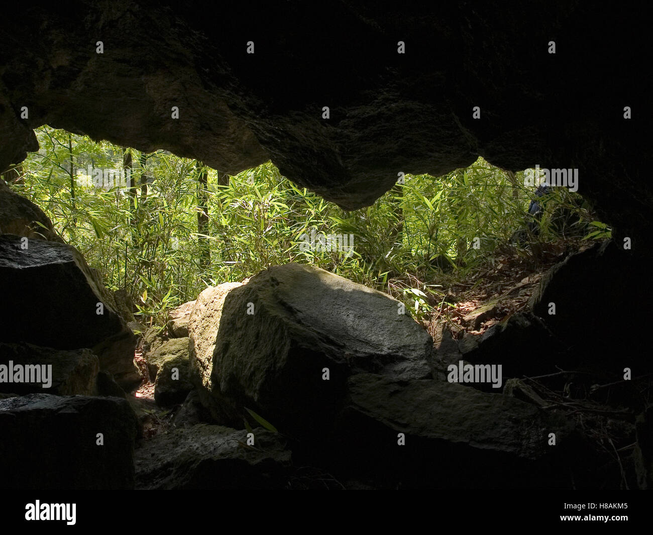 Giant Panda (Ailuropoda melanoleuca) den, China Stock Photo - Alamy