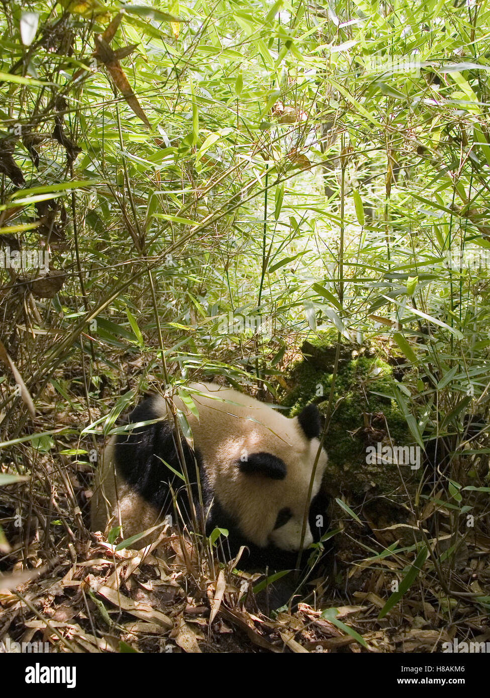 Giant Panda (Ailuropoda melanoleuca), wild adult at den in bamboo ...