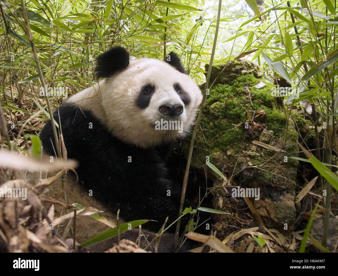 Giant Panda (Ailuropoda melanoleuca), wild adult at den in bamboo ...