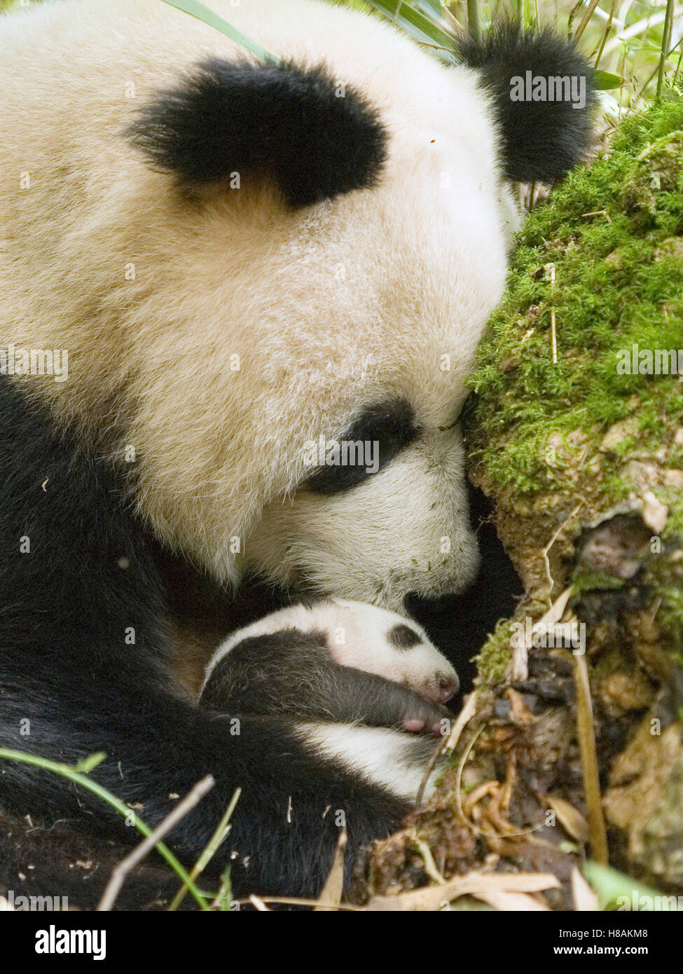 Giant Panda (Ailuropoda melanoleuca), wild mother nuzzling cub at den ...