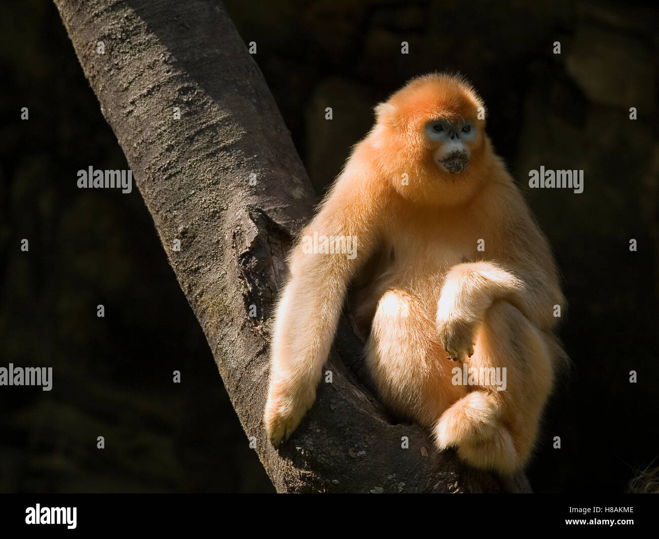 Golden Snub-nosed Monkey (Rhinopithecus roxellana), China Stock Photo ...