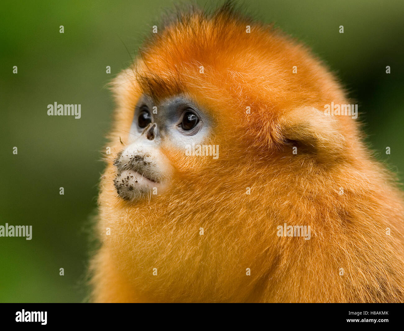 Golden Snub-nosed Monkey (Rhinopithecus roxellana) baby portrait, China ...