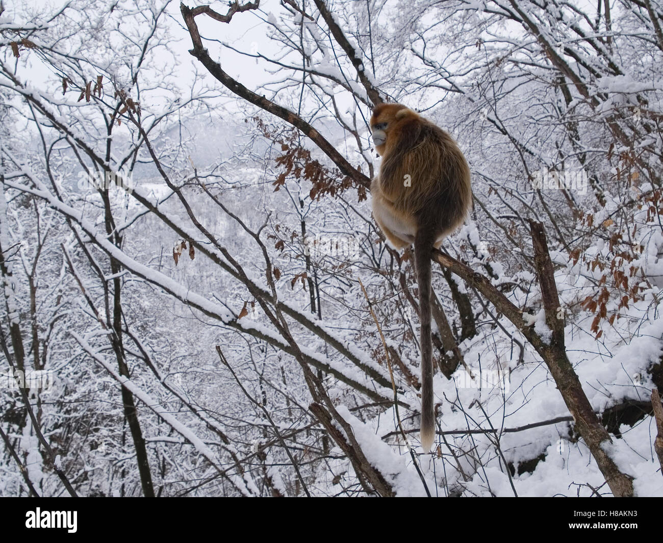 Golden Snub-nosed Monkey (Rhinopithecus roxellana) in forest in winter ...