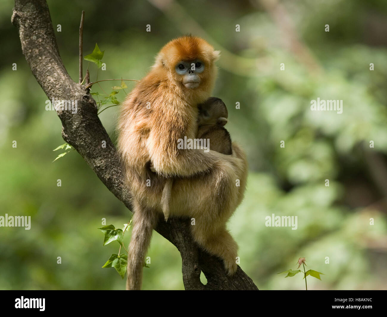 Golden Snub-nosed Monkey (Rhinopithecus roxellana) mother and young ...