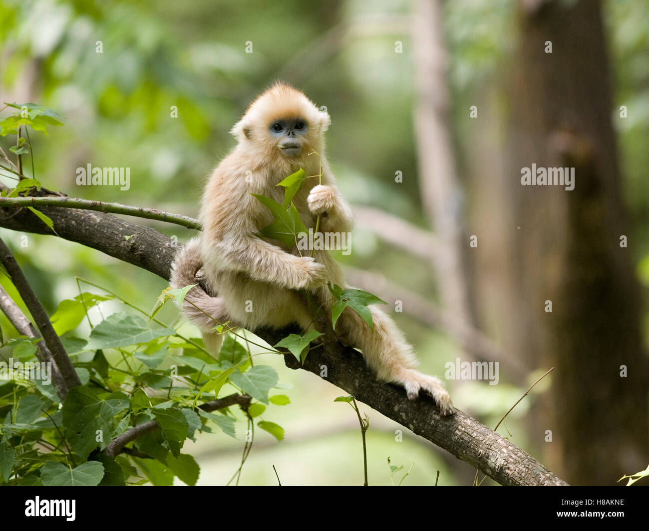 Golden Snub-nosed Monkey (Rhinopithecus roxellana), juvenile foraging ...