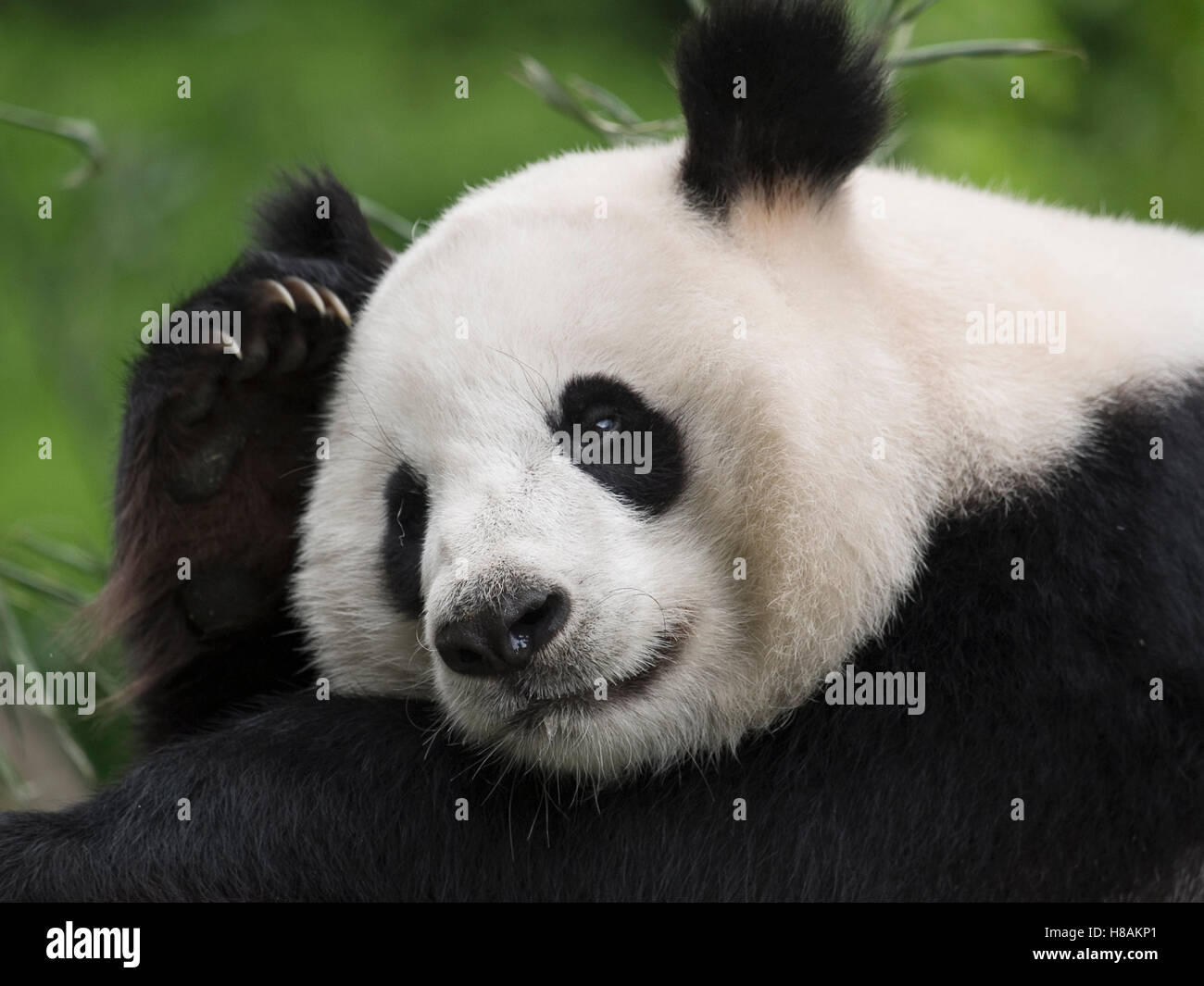 Giant Panda (Ailuropoda melanoleuca) scratching head, China Stock Photo ...