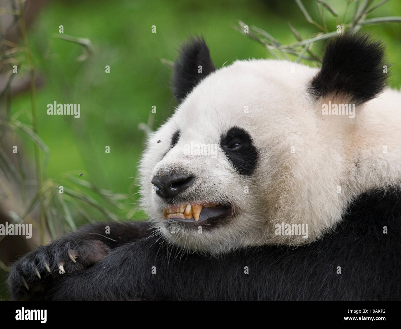 Giant Panda (Ailuropoda melanoleuca), captive bred cub baring its teeth ...
