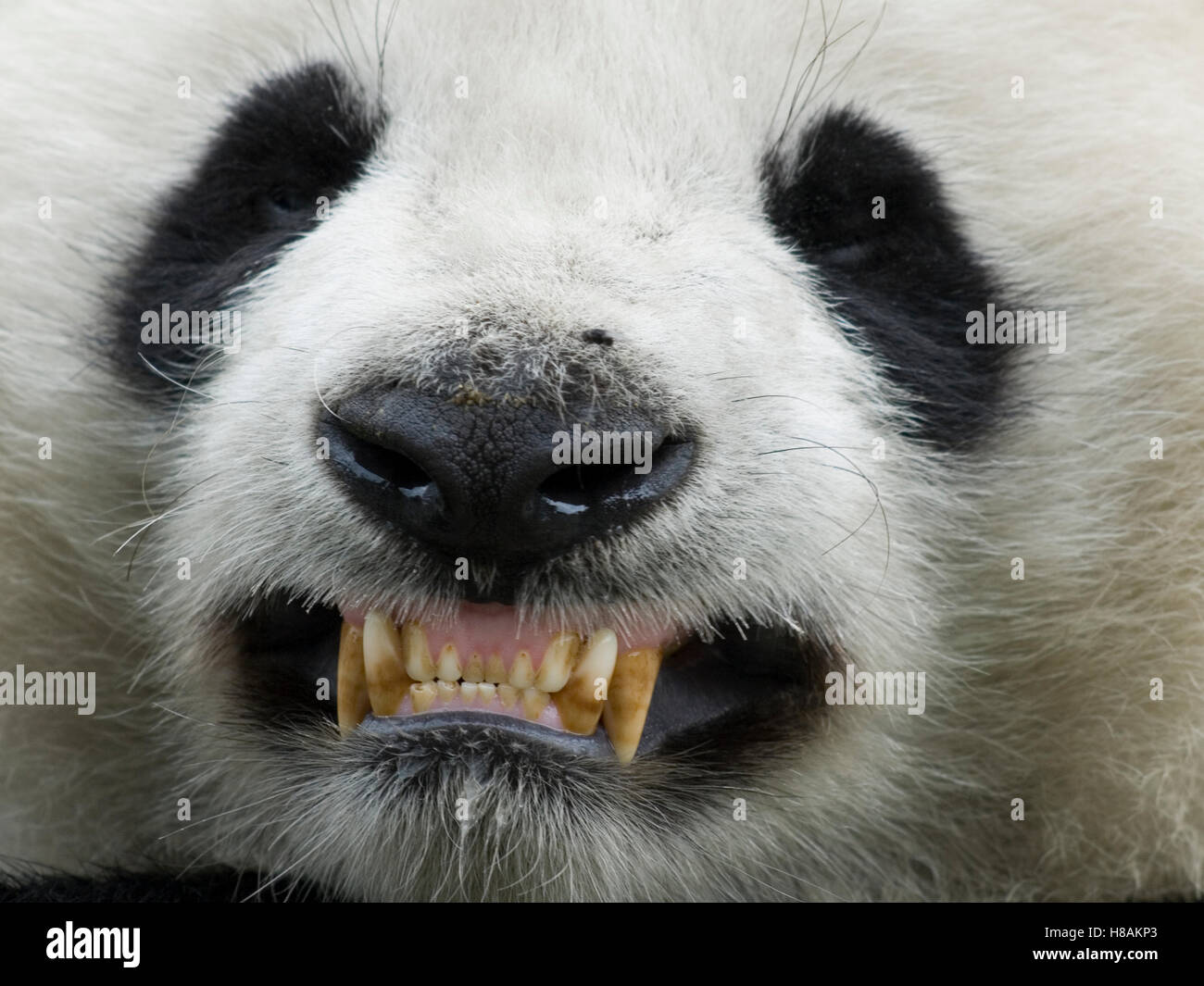 Giant Panda (Ailuropoda melanoleuca), captive bred cub baring its teeth ...