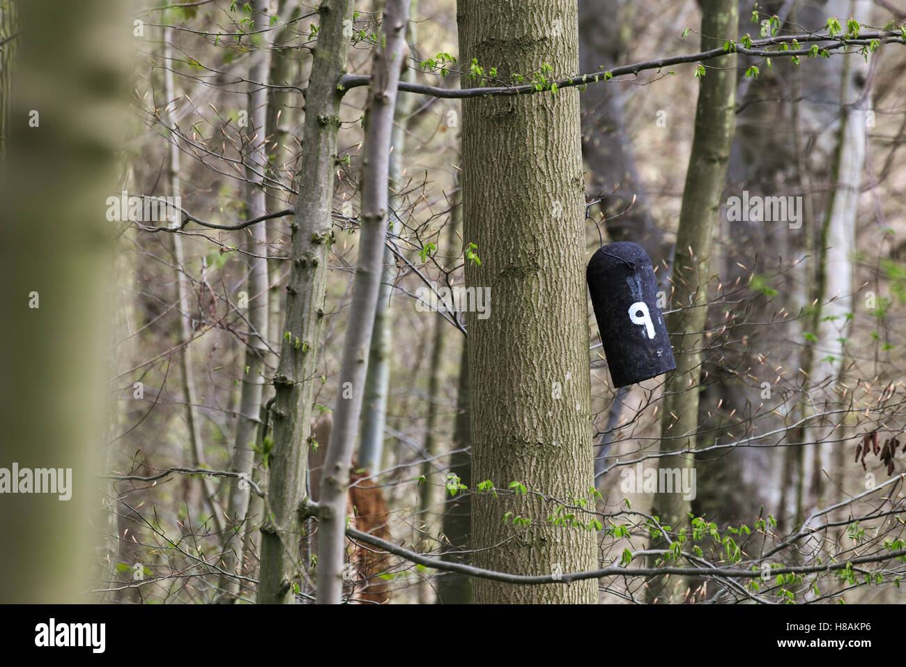 Bat box in Nature Reserve NSG Eldena, Germany Stock Photo - Alamy