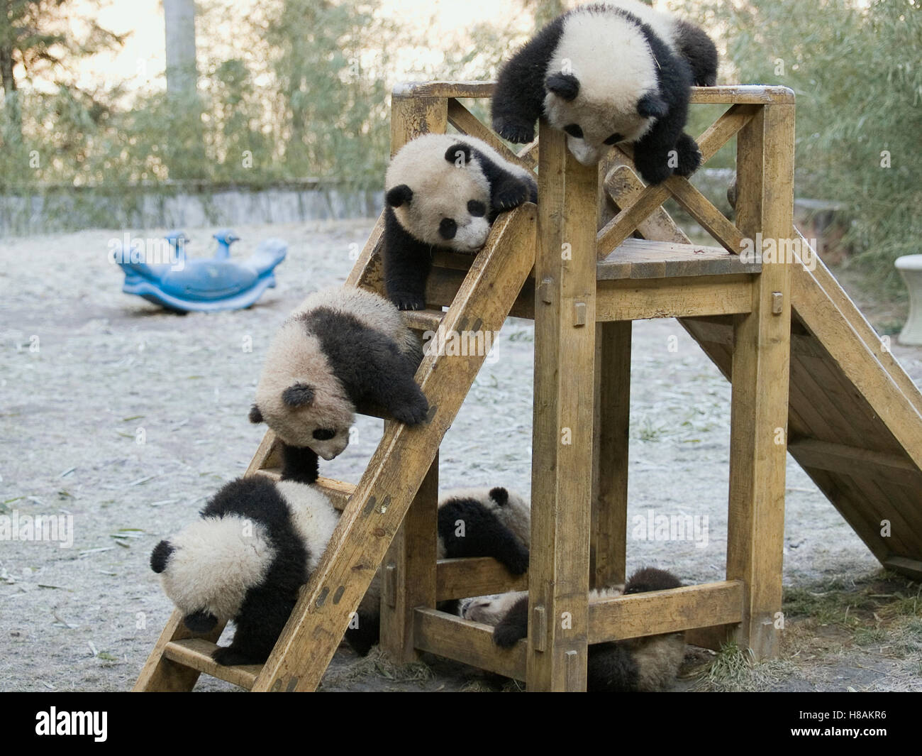 Giant Panda (Ailuropoda melanoleuca), five captive bred cubs playing ...