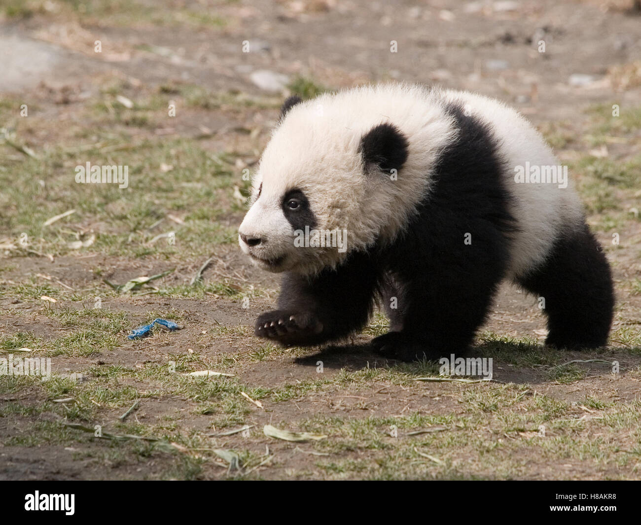 Giant Panda (Ailuropoda melanoleuca), captive bred cub, Wolong Giant ...