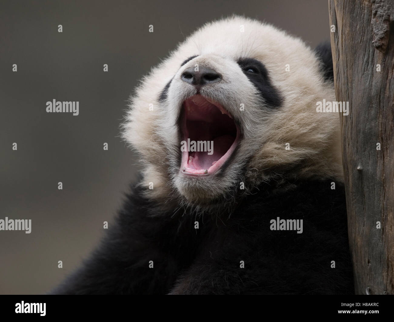 Giant Panda (Ailuropoda melanoleuca), captive bred cub yawning, China ...