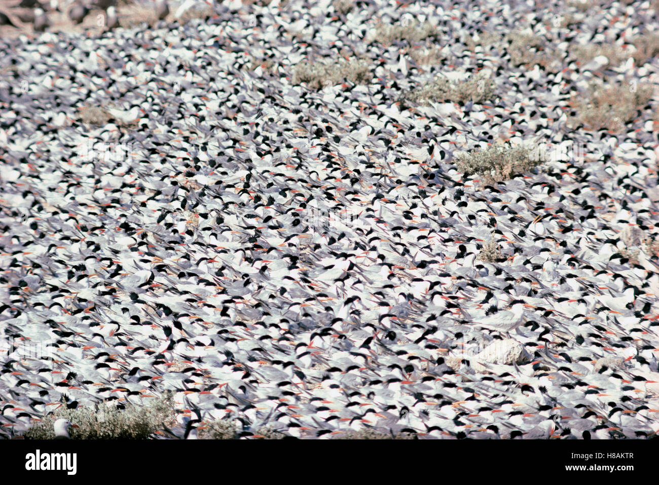 Elegant Tern (Thalasseus elegans) nesting colony Stock Photo - Alamy