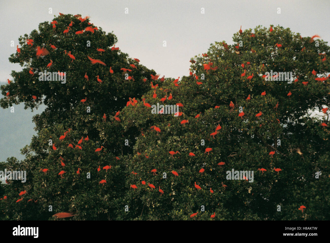Scarlet Ibis (Eudocimus ruber) flock roosting Stock Photo - Alamy