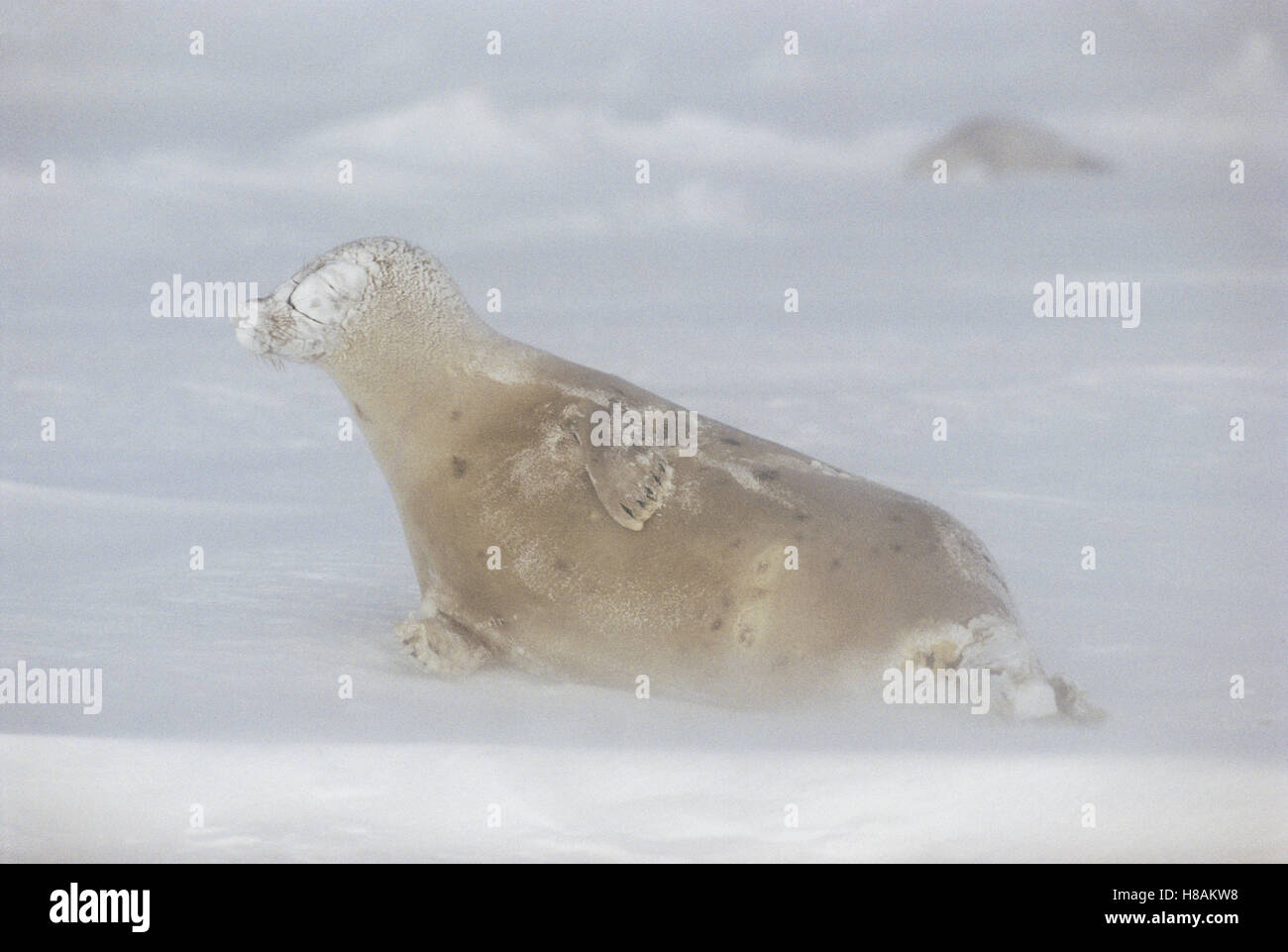 Harp Seal (Phoca groenlandicus) mother in a blizzard, Magdalen Islands ...