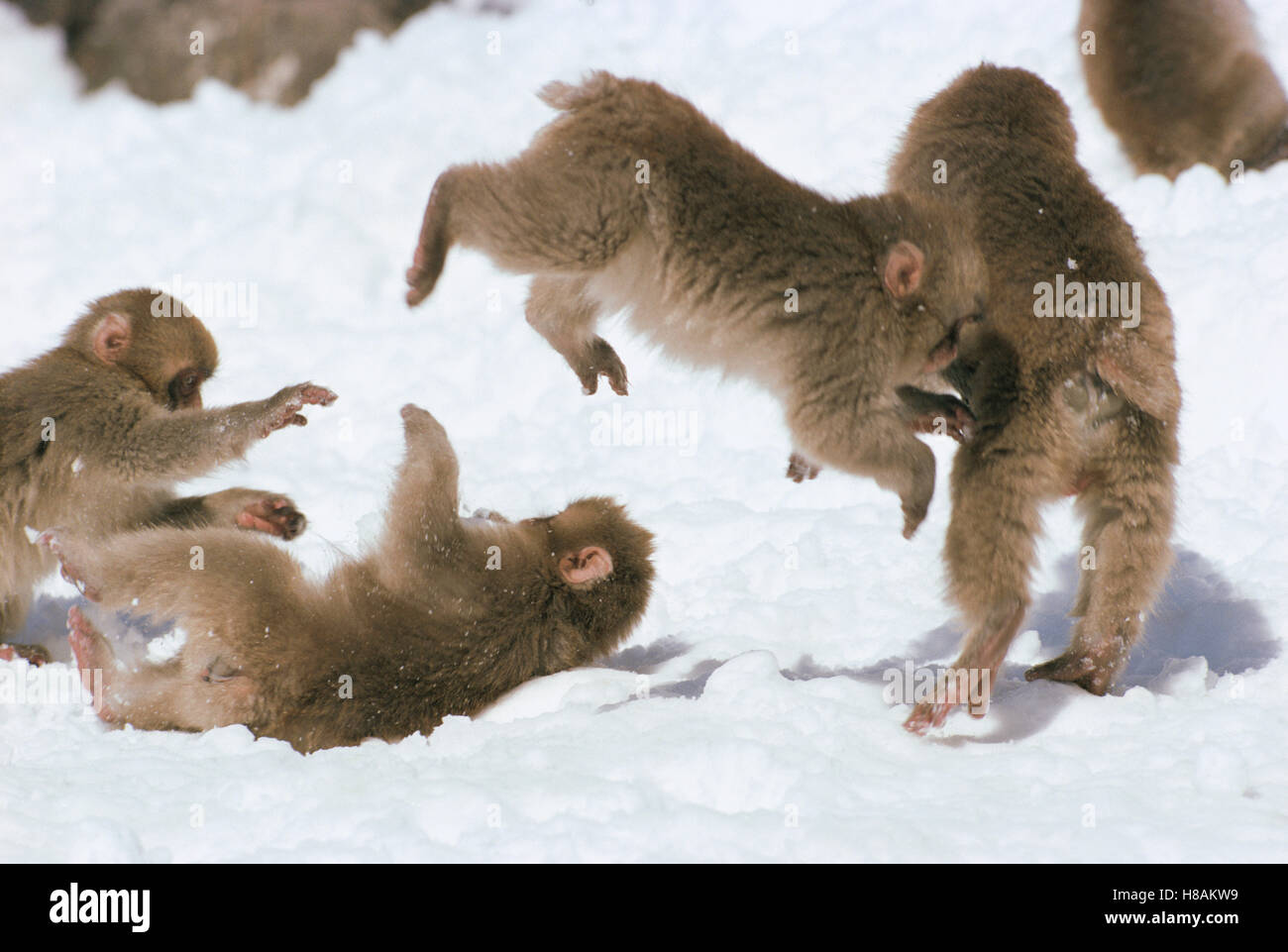 Japanese Macaque (Macaca fuscata) juveniles playing in the snow, Japan ...