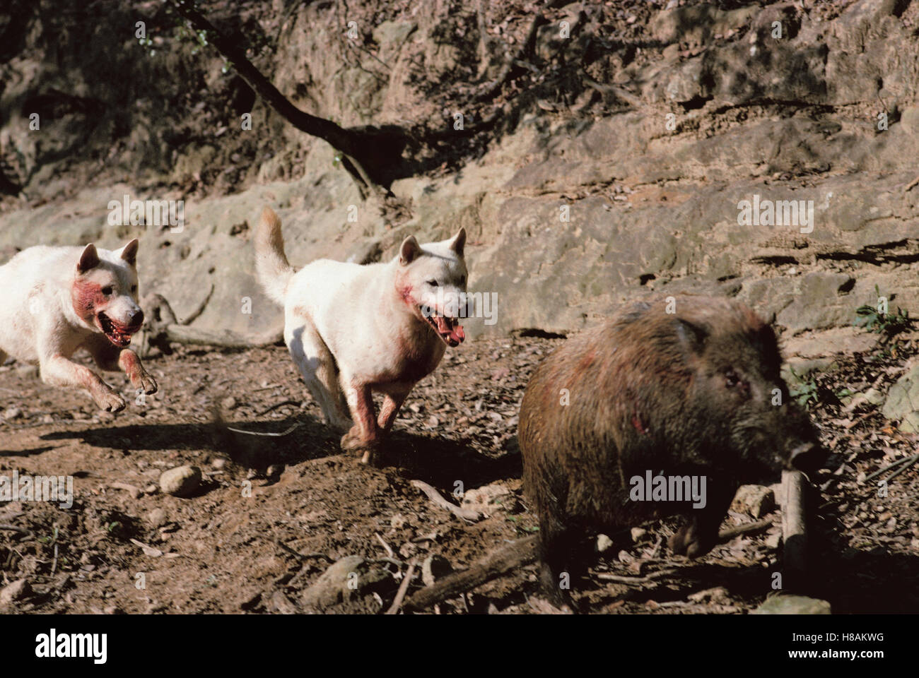 Domestic Dog (Canis familiaris) pair chasing a feral Pig (Sus sp Stock ...