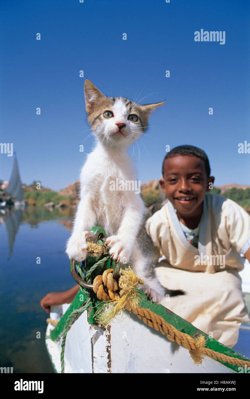 Domestic Cat (Felis catus) kitten and boy on a boat, Aswan, Egypt Stock ...
