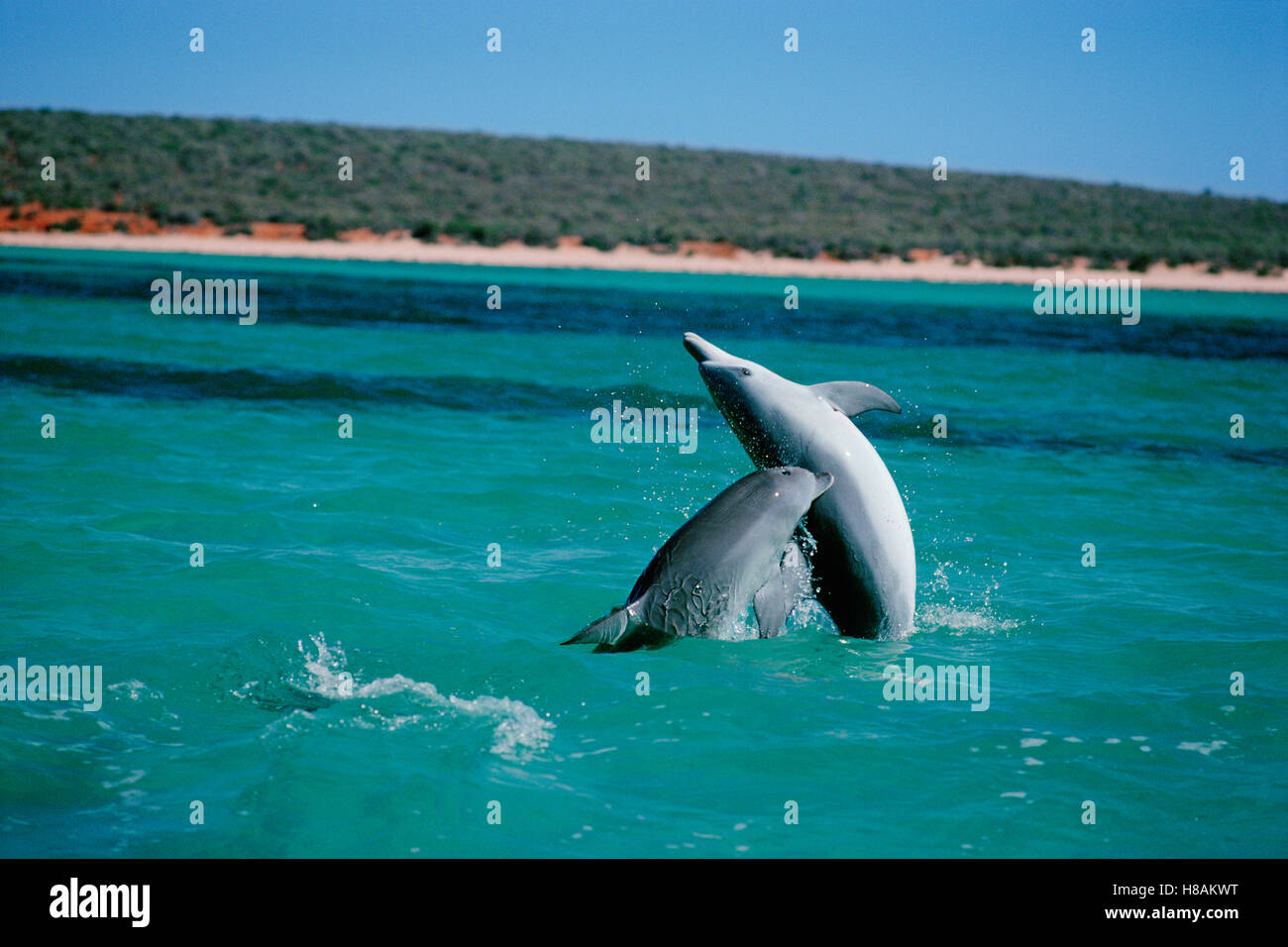 Bottlenose Dolphin (Tursiops truncatus) pair playing, Shark Bay, Australia Stock Photo - Alamy