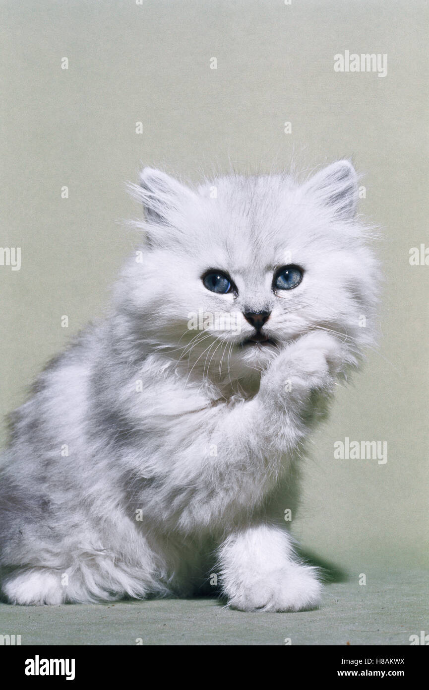 Domestic Cat (Felis catus) portrait of fluffy white Persian kitten ...