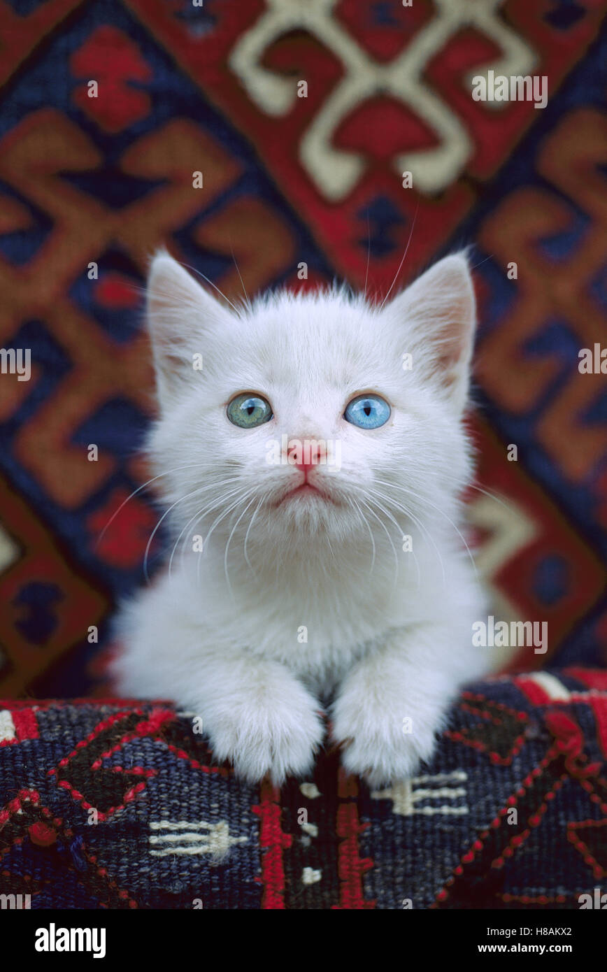 Domestic Cat (Felis catus) white kitten with one blue eye and one green ...
