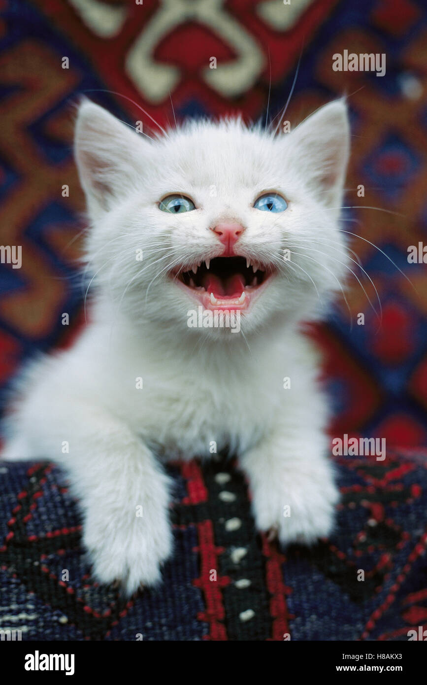Domestic Cat (Felis catus) vocalizing white kitten with one blue eye ...