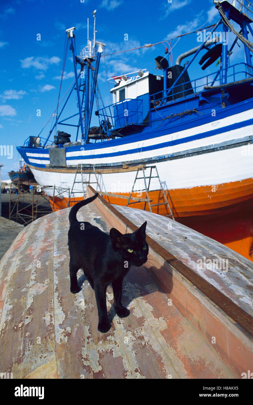 Domestic Cat (Felis catus) on the hull of an overturned boat in a ...