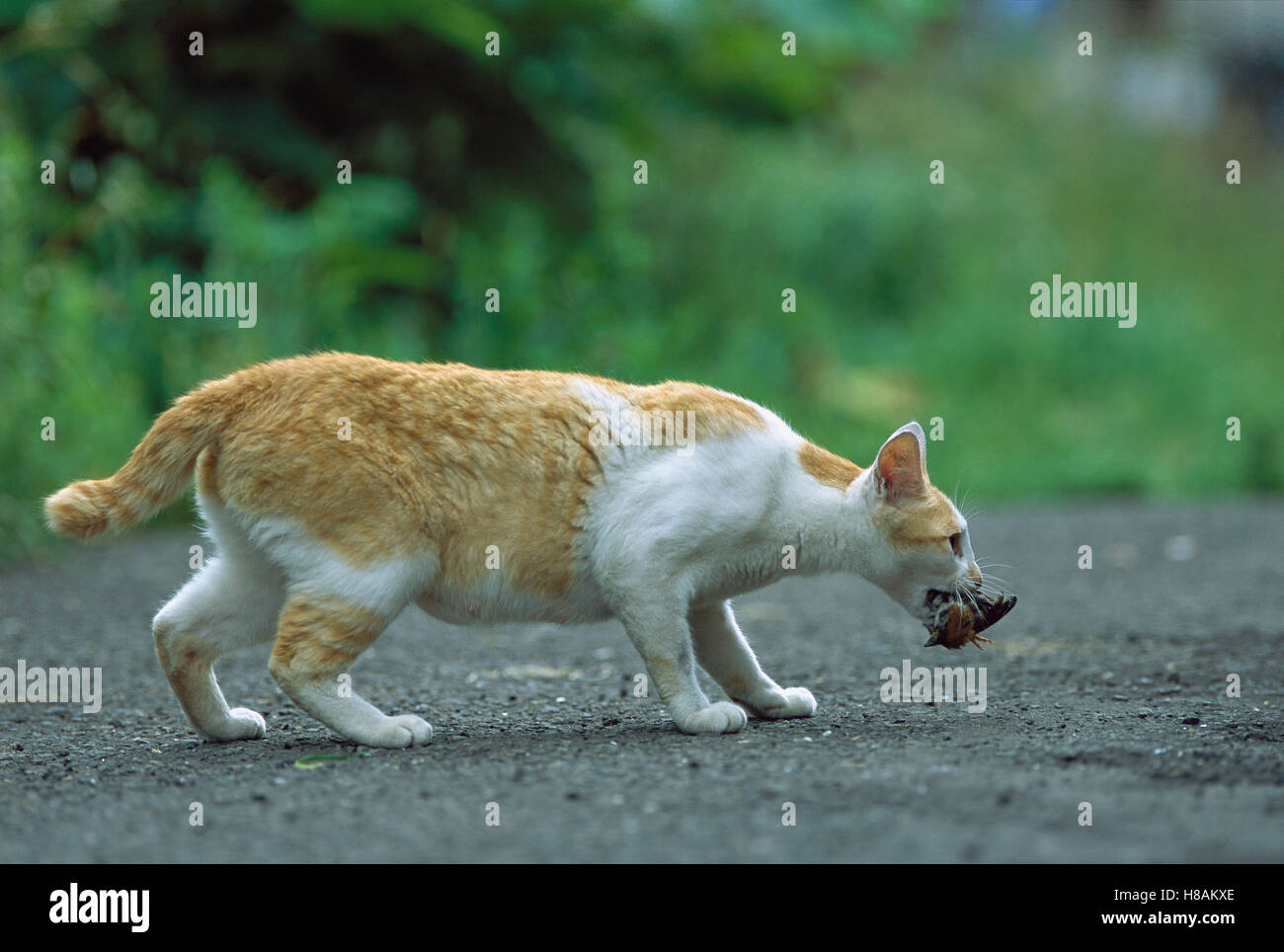 Domestic Cat (Felis catus) with dead songbird in its mouth Stock Photo ...