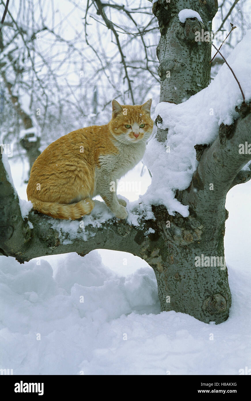 Domestic Cat (Felis catus) sitting in snow-covered tree Stock Photo - Alamy
