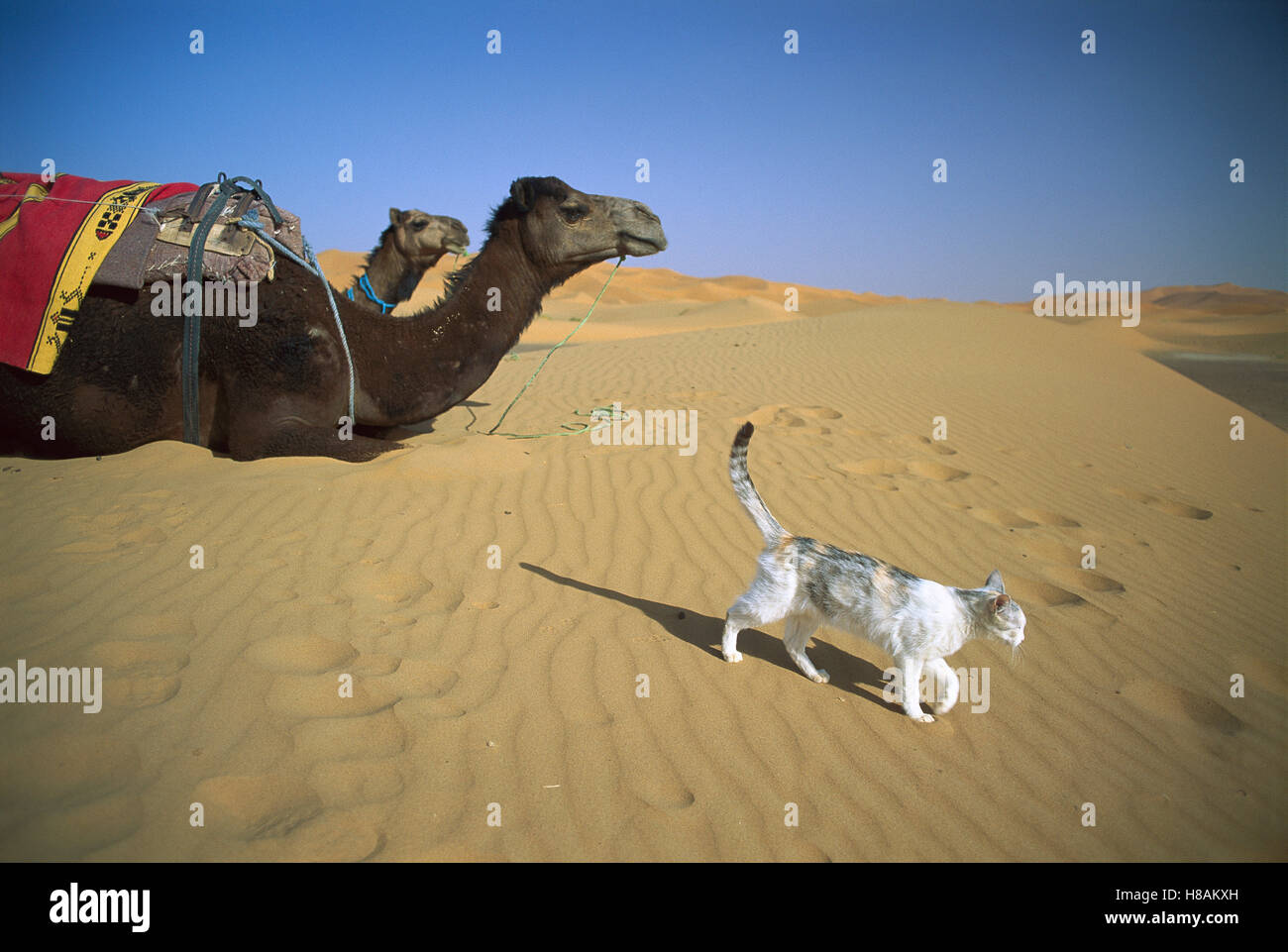 Domestic Cat (Felis catus) walking on desert sand near camels Stock Photo - Alamy