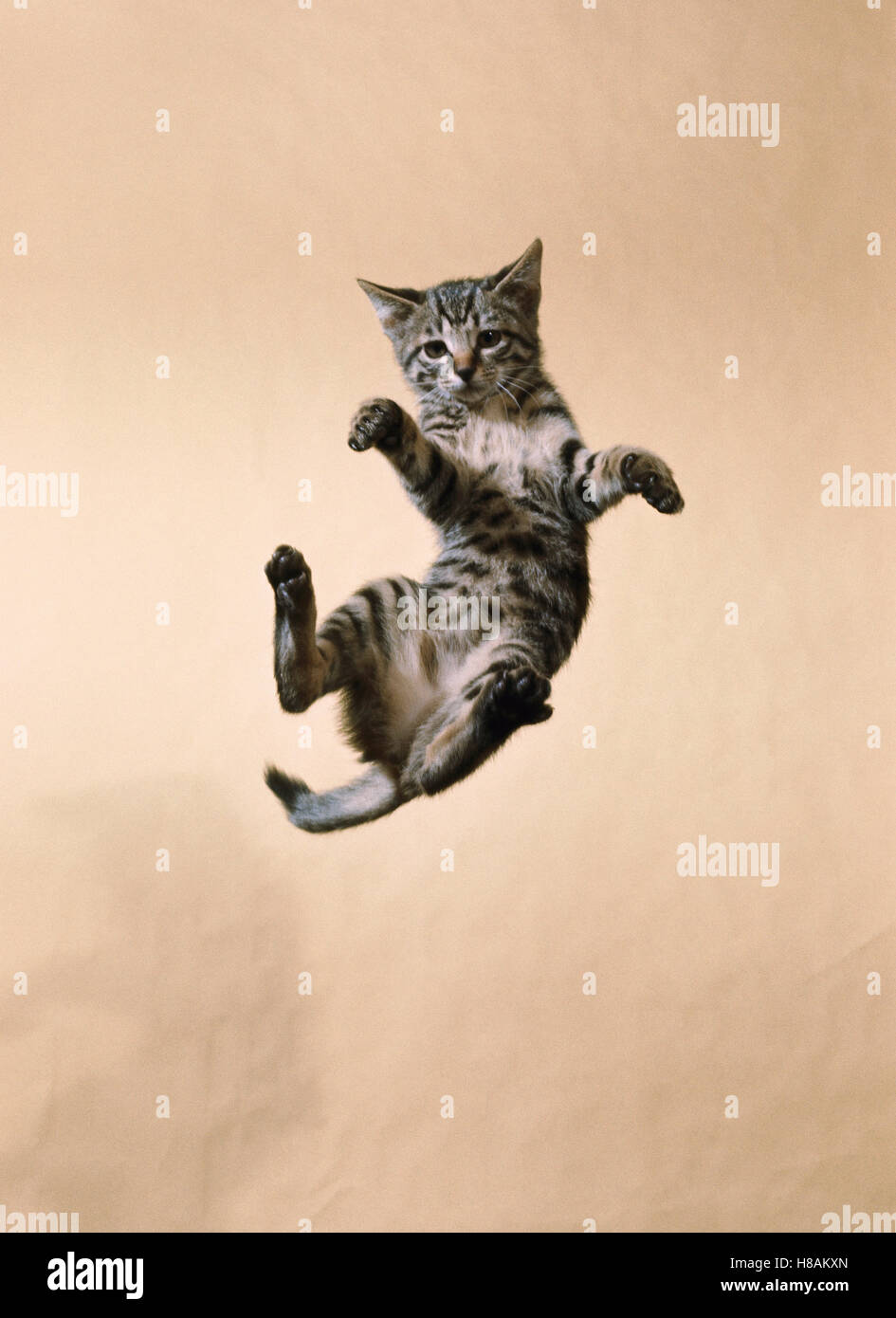 Domestic Cat (Felis catus) kitten falling through the air Stock Photo ...