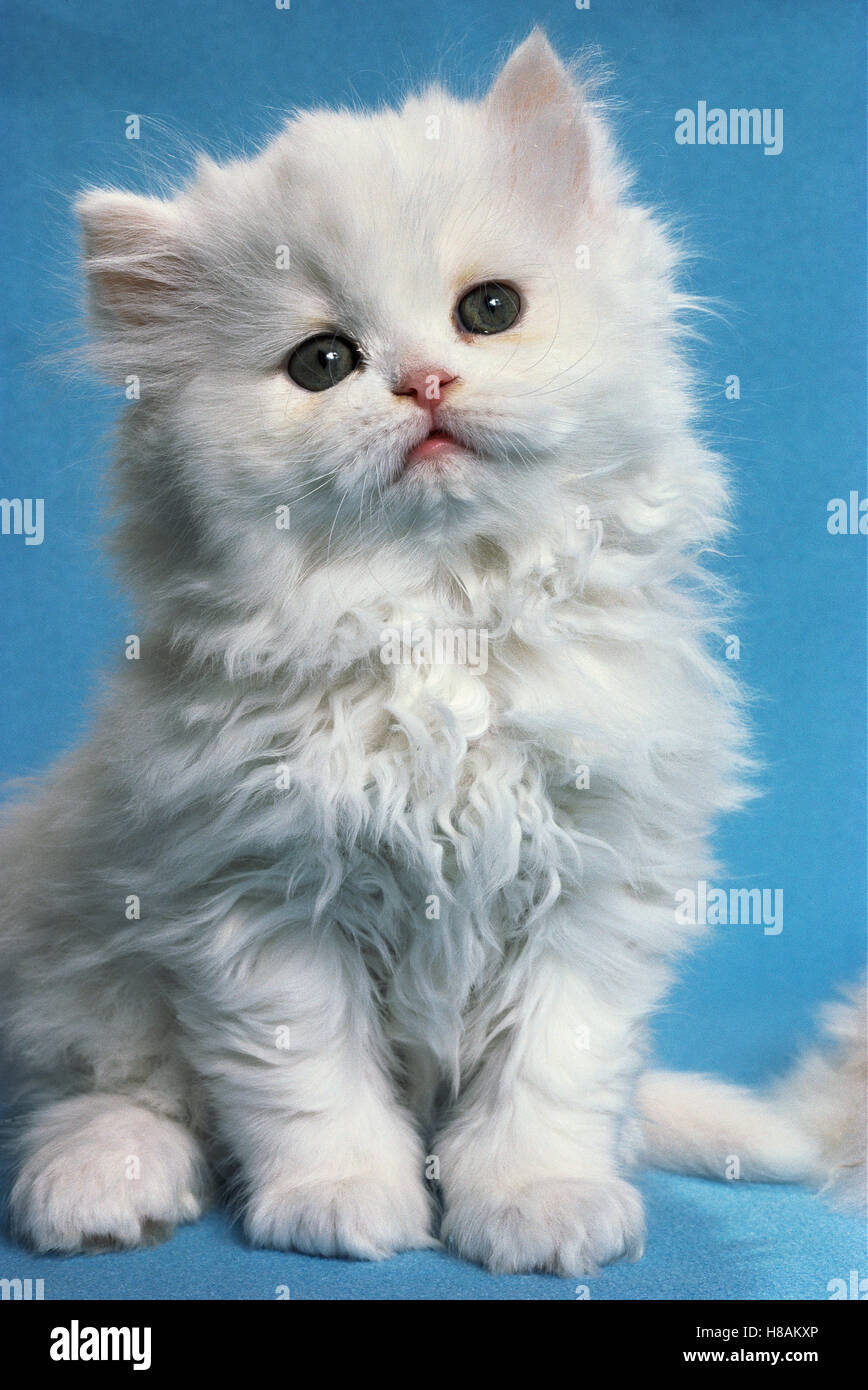 Domestic Cat (Felis catus) portrait of a white Persian kitten Stock ...