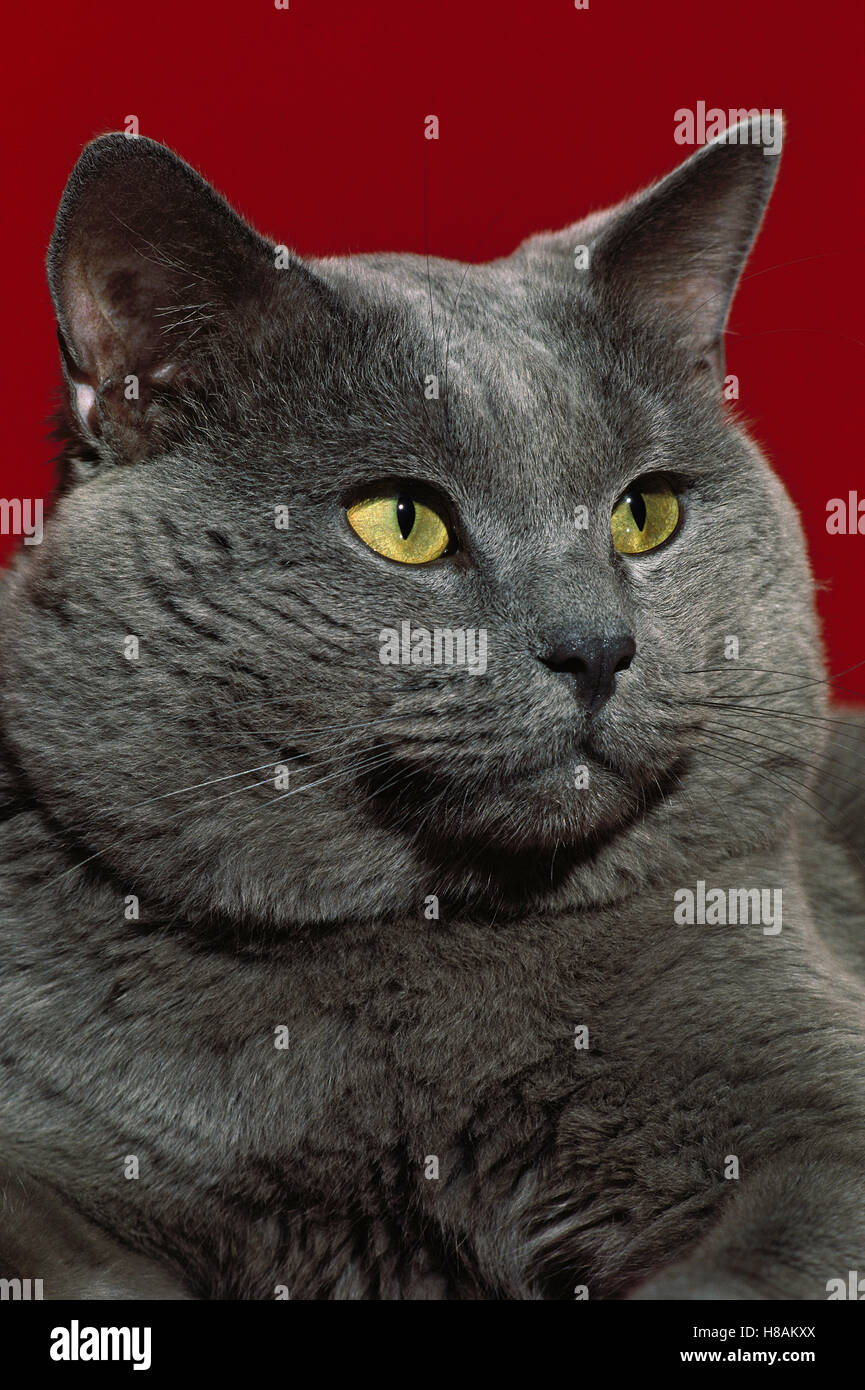 Domestic Cat (Felis catus) large adult gray cat Stock Photo - Alamy