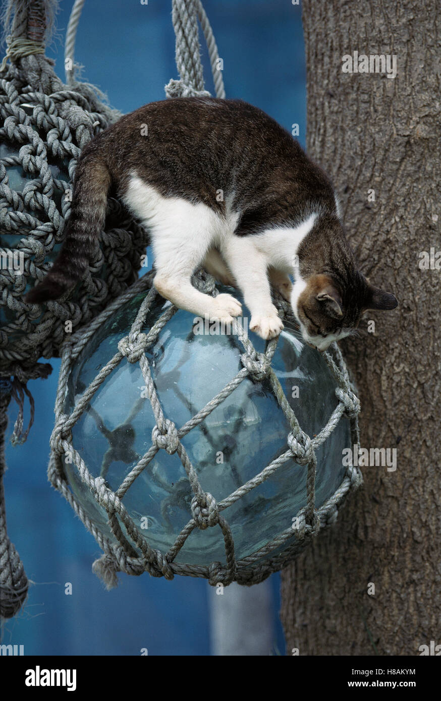 Domestic Cat (Felis catus) standing on a glass Japanese fishing net ...