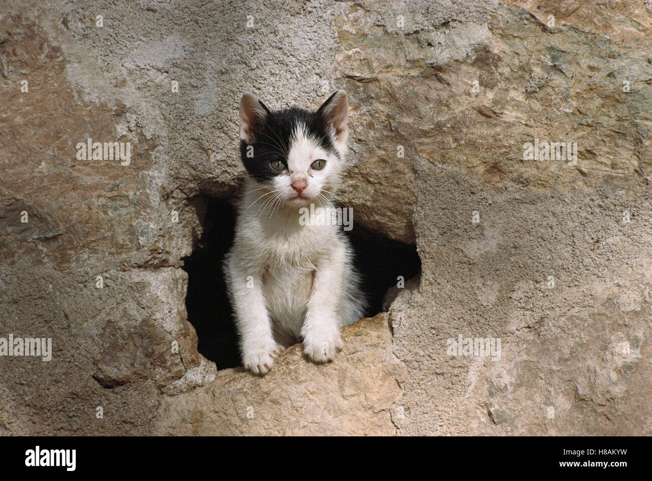 Domestic Cat (Felis catus) kitten emerging from hole in a wall Stock ...