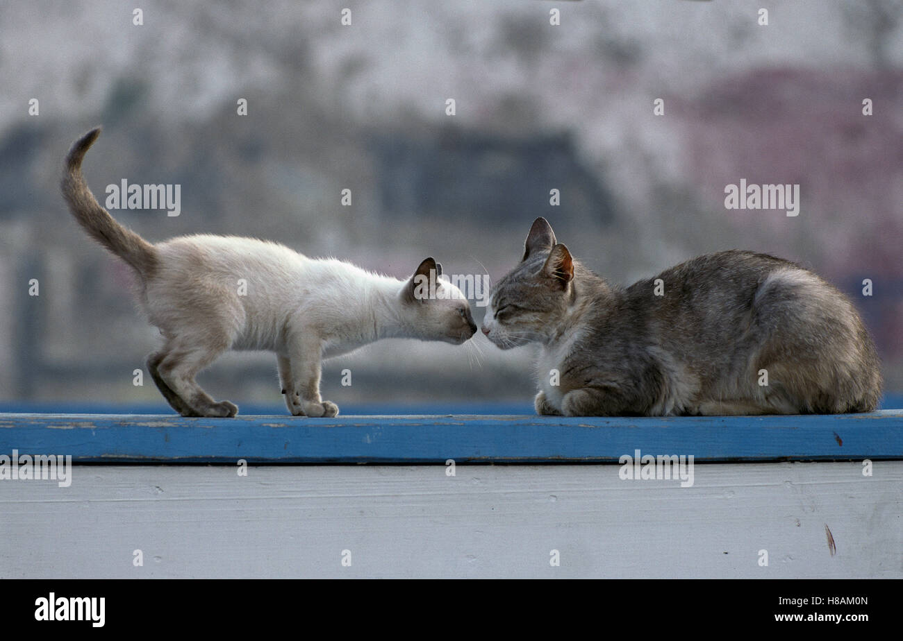 Domestic Cat (Felis catus) Siamese kitten and adult sniffing each other ...