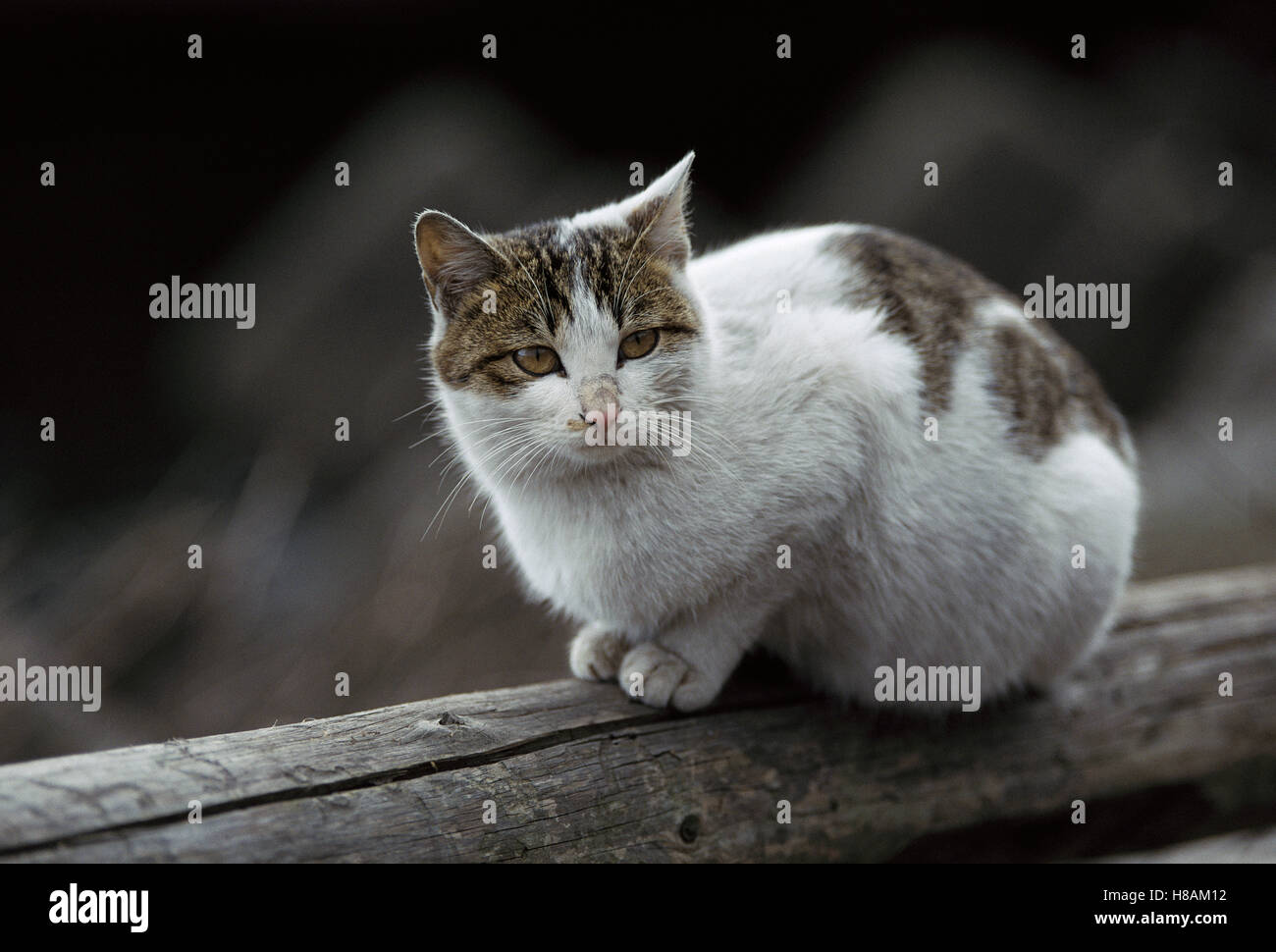 Domestic Cat (Felis catus) portrait of resting adult Calico cat Stock ...