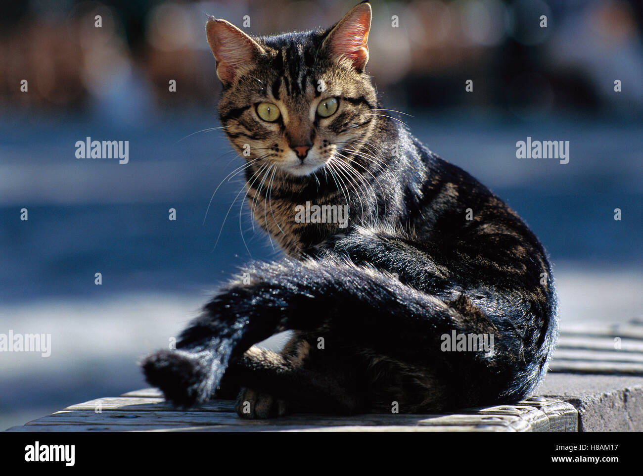 Domestic Cat (Felis catus) portrait of alert adult Tabby cat Stock ...