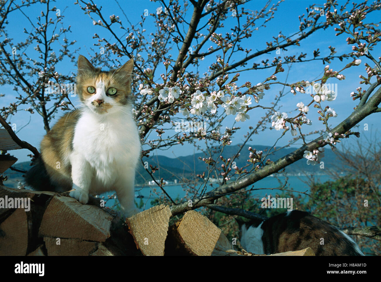 Domestic Cat (Felis catus) adult Calico on wood pile near blossoming ...